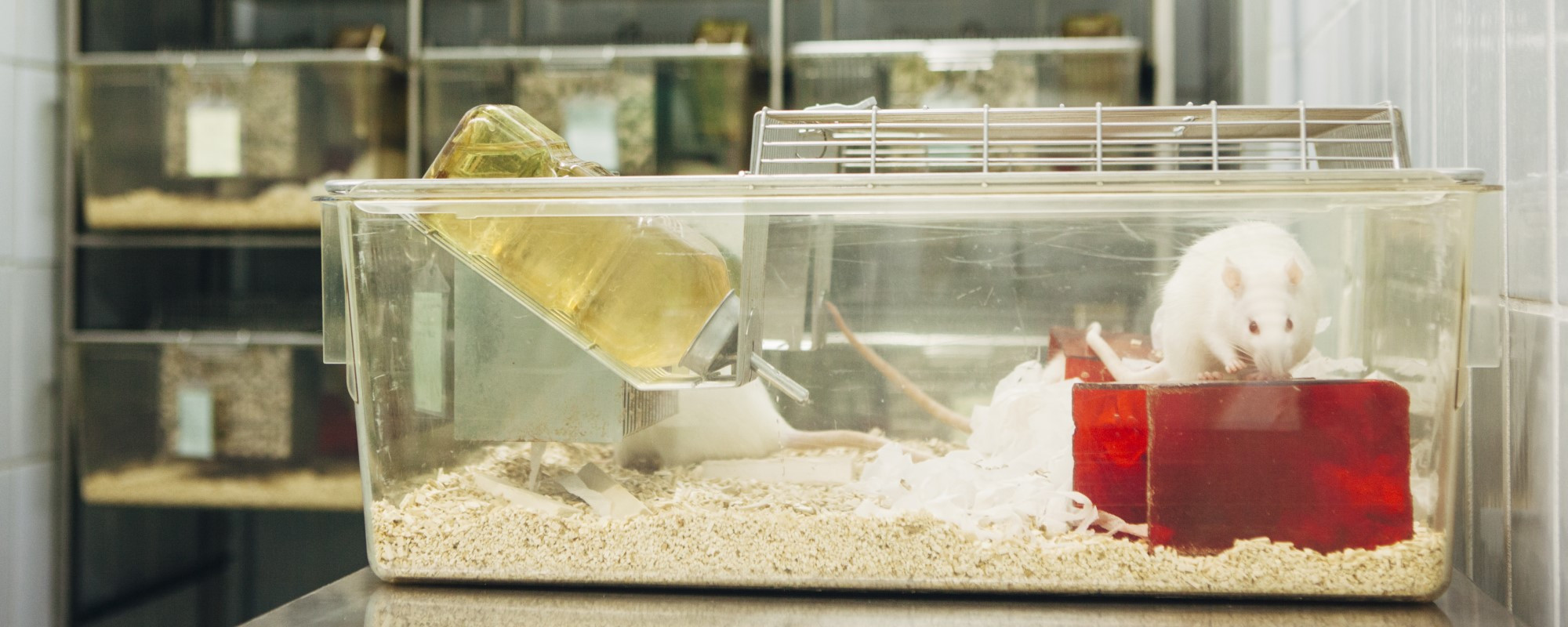 Animal Transfer Stations Vs. Animal Handling Biological Safety Cabinets