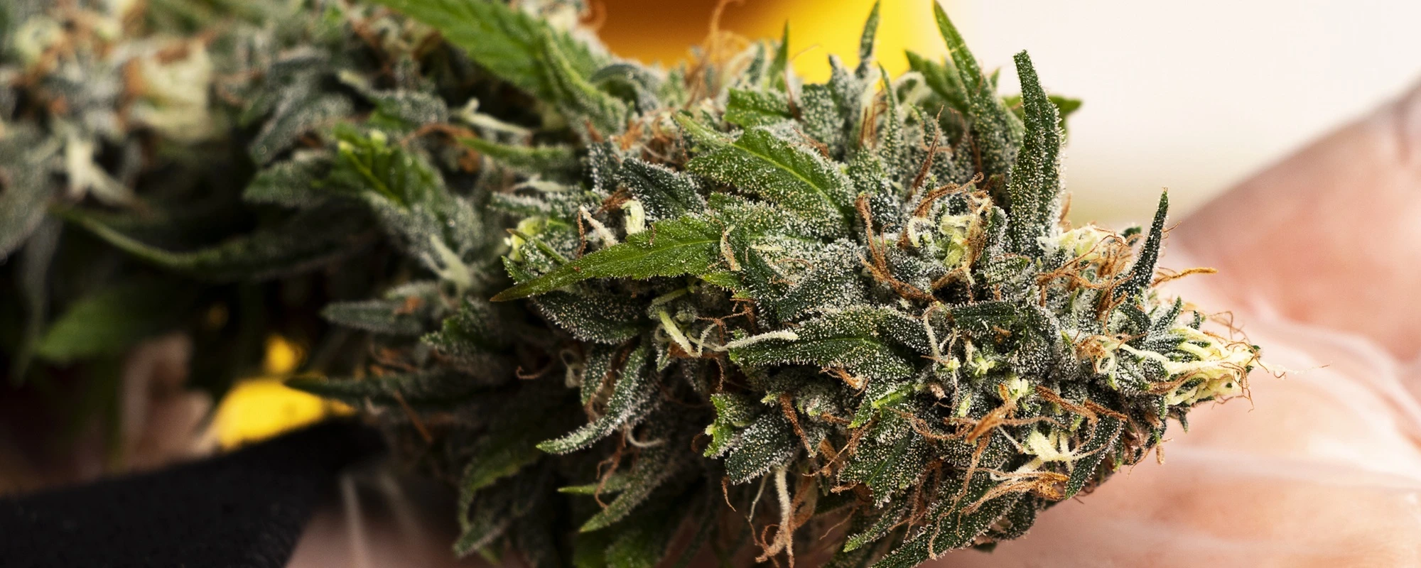 Essential Guide for Cleaning Cannabis Processing Equipment