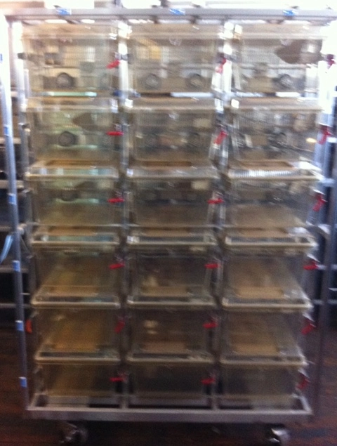 Allentown Rat 18 Cage Vent Rack | LabX.com