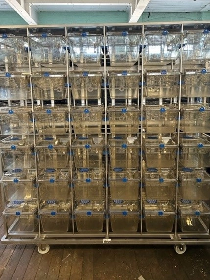 Seal Safe Next IVC Blue Line Rat Rack | LabX.com