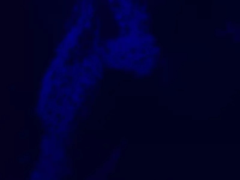 Nikon Eclipse Ti-E PFS Inverted LED Fluorescence Phase Contrast ...