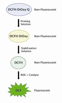 Abcam DCF ROS/RNS Assay Kit (biofluids, culture supernatant, cell ...