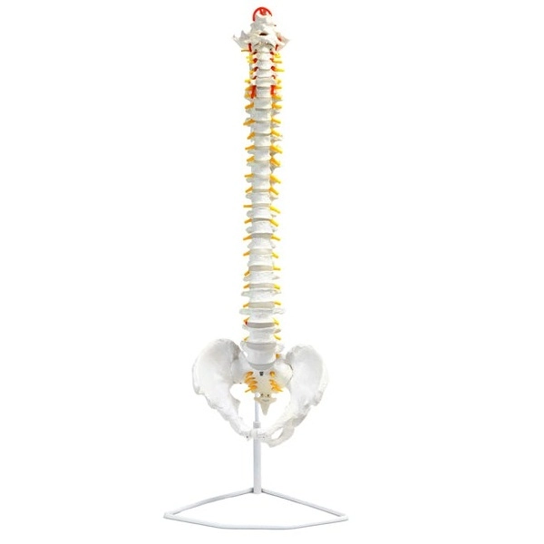 Eisco Human Spine Model, Flexible - 31.5" Height - Includes Mount ...