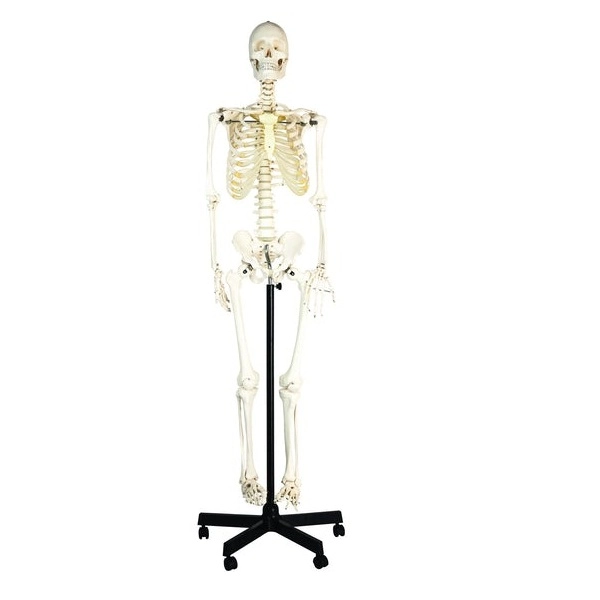 Eisco Life Sized Human Skeleton Model (62" Height), Articulated Joints ...