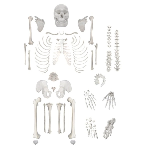 Eisco Life-Size Disarticulated Adult Human Skeleton AMCHA100AS | LabX.com