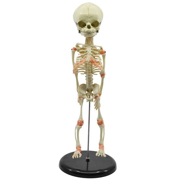 Eisco Infant Fetus Skeleton Model, Mini Size - Single Skull - Rod ...
